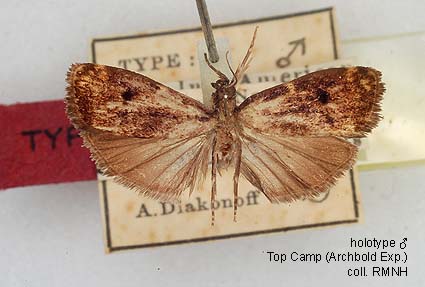 Papua Insects Foundation (Lepidoptera/Immidae/Imma atrotacta)